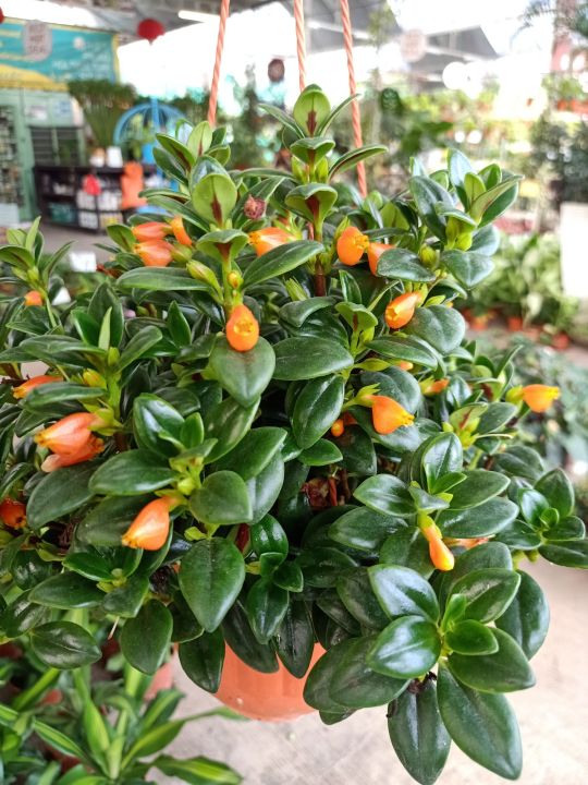 [Paling Horticulture Sdn Bhd] Bunga Ikan Emas 金鱼花 | Nematanthus | Pokok ...