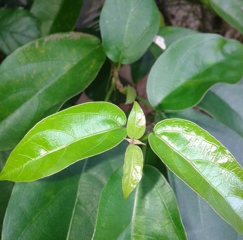 daun cincau segar bersih1kg | Lazada Indonesia