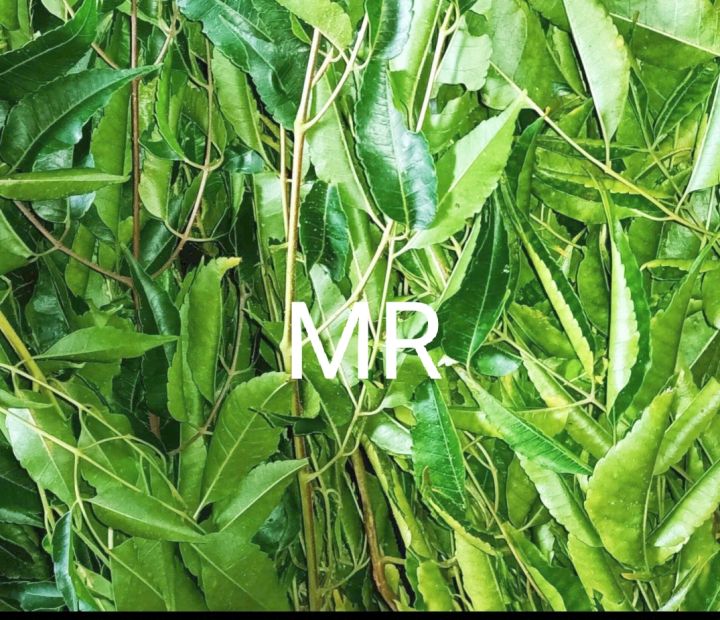 Daun mindi segar order baru petik 1 kg | Lazada Indonesia