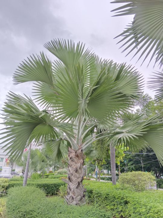 SILVER BISMARCK SUPER RARE PLANT BULACAN CAPITOL TREES! 2-5 LEAVES ...