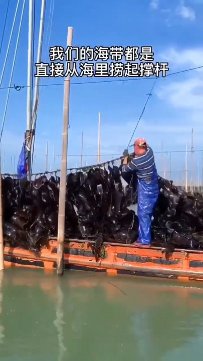 Fasimiyu สาหร่าย วากาเมะ สาหร่ายวากาเมะ แห้งอัดก้อน(เก็บได้2ปี) สาหร่ายอบแห้งและบีบอัดวากาเมะ22g ...