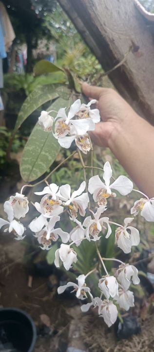 Phalaenopsis Stuartiana | Lazada PH