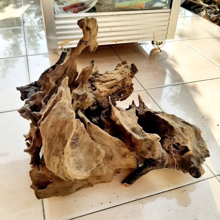 kayu rentek aquascape ukuran SL murah | Lazada Indonesia