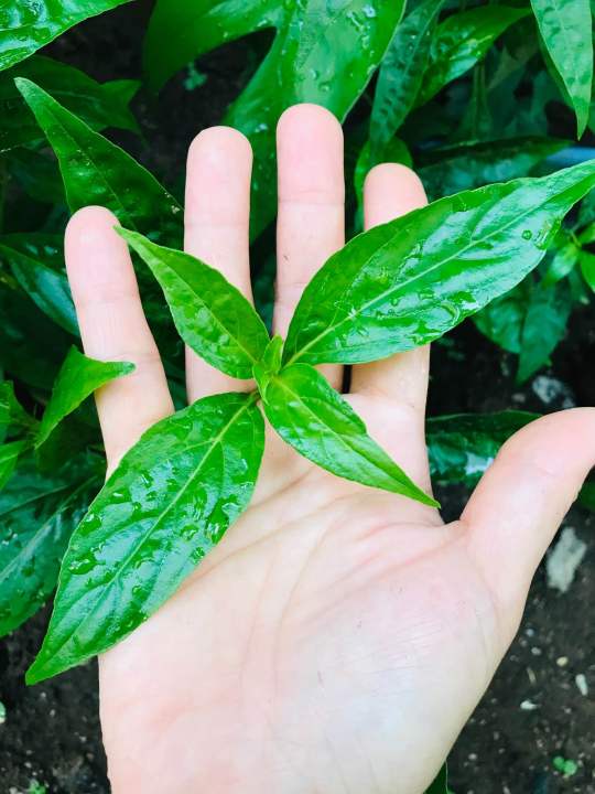 SERPENTINA LEAVES - 30 pieces | Lazada PH