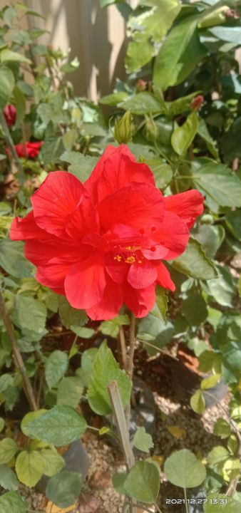 READY STOCK🔥Pokok Bunga Raya Hybrid Merah Cili (Kelopak Bersusun) | Lazada