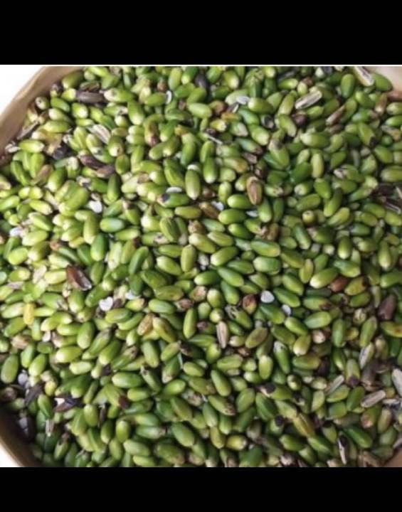 Herbal Buah jeruju | Lazada Indonesia