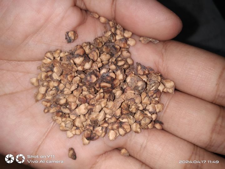 rare bayabas guava seeds for planting (50 seeds) | Lazada PH