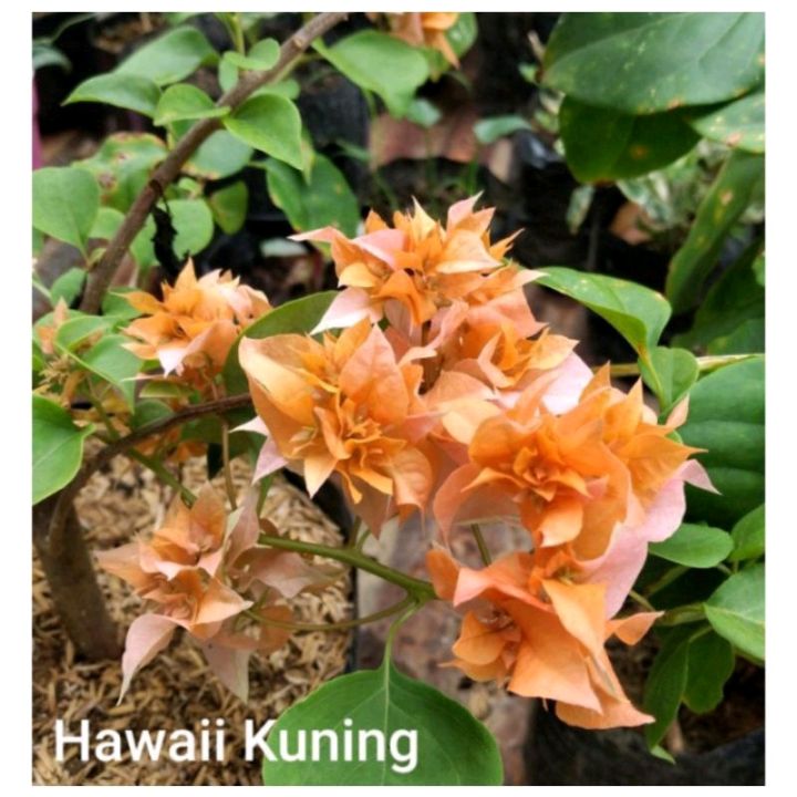 TANAMAN HIAS BUGENVIL BUNGA KERTAS//HAWAI KUNING | Lazada Indonesia