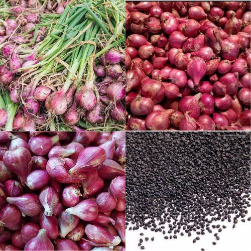 20 BUTIR BENIH BAWANG MERAH UNGGUL | Lazada Indonesia