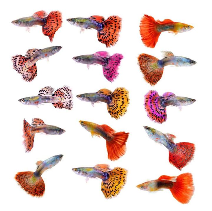 (4/7/10 pcs) Guppy Fish Grade A /Ikan Guppy Gred A *Random Pick Male ...