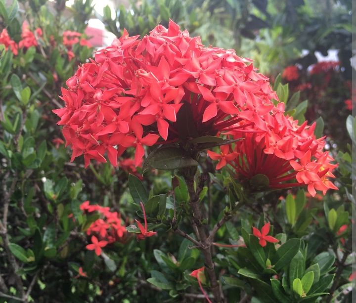 pokok chinese ixora | Lazada