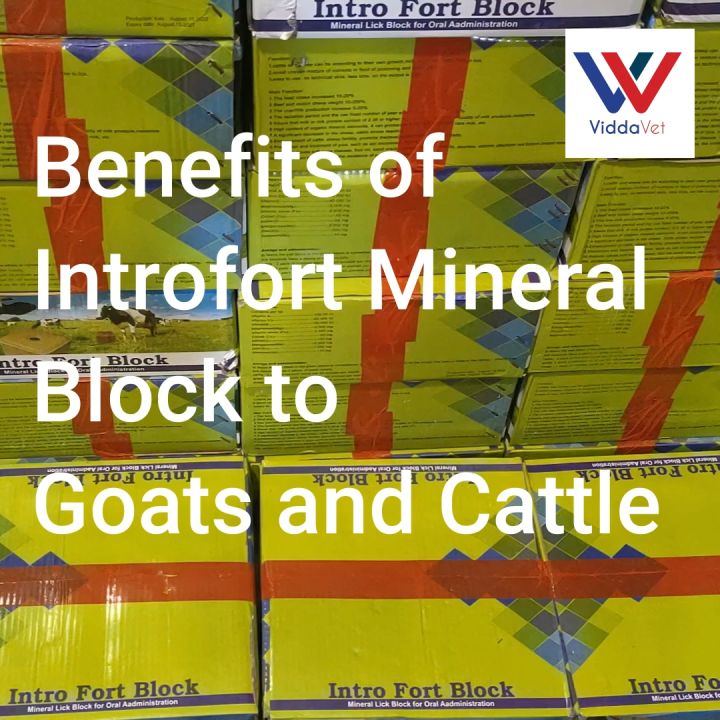 Intro Fort Block Mineral Block 5kgs Viddavet Holland for Cattle Sheep ...