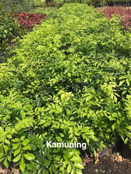 Kamuning Scented Plant Indoor Outdoor Medicinal Herbal | Lazada PH