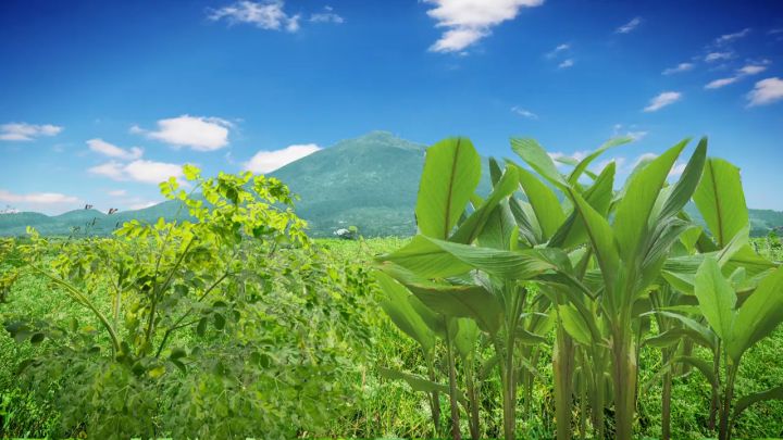 sari kunyit plus sido muncul 50 kapsul - sido muncul natural sari ... sari kunyit plus sido muncul 50 kapsul - sido muncul natural sari ...