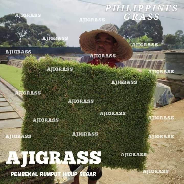 PHILIPPINE GRASS RUMPUT HIDUP RUMPUT KARPET | Lazada
