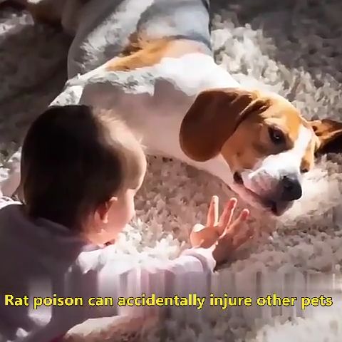 Rat repellent rat off pills original Repel mice cockroaches and ants ...