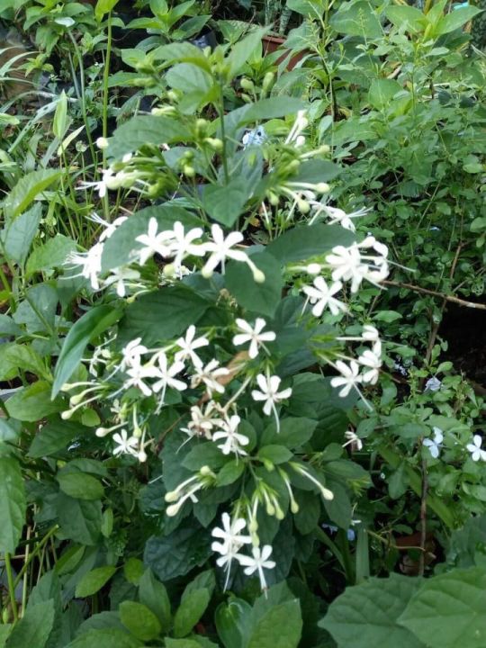 Pokok bunga wangi kembang bugang, Clerodendrum calamitosum L. | Lazada