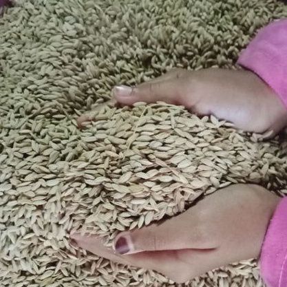 Gabah Padi Beras Merah Padi Ladang 1 Kg | Lazada Indonesia