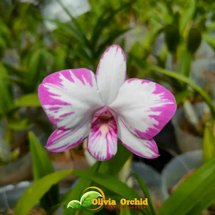 ANGGREK DENDROBIUM DENDRO ANGGREK Anggrek Dendrobium Enobi Pink Splash ...