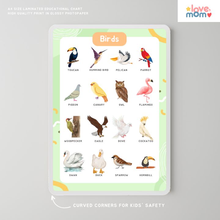 Laminated Birds Educational Chart for kids & toddlers | A4 size | 250 ...