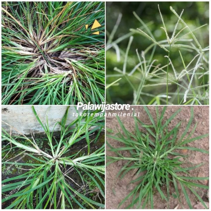 Daun Tanaman Belulang Jampang Paragis Eleusine Indica L Original ...