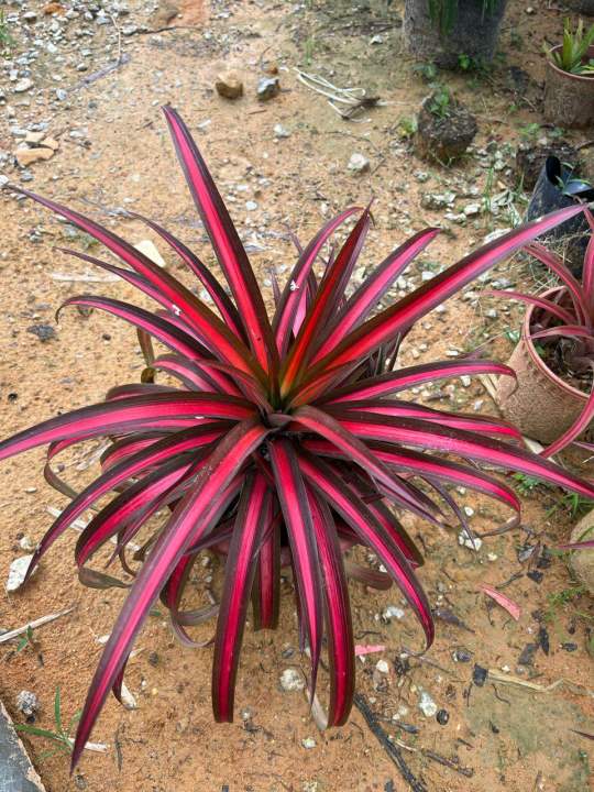 Ananas lucidus Bromeliad live plant | Lazada