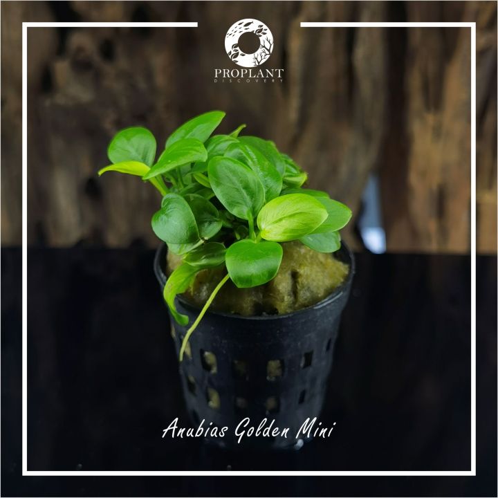 🔥 Anubias Nana Golden "Mini" 🔥 ( Low Tech Plant / No Co2 / Aquatic Live ...