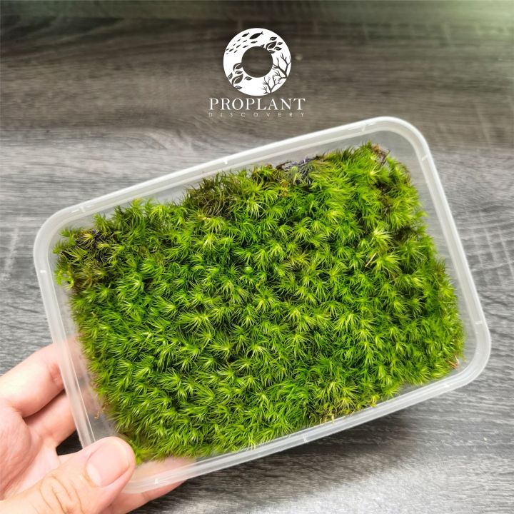 🔥Terrarium Moss🔥Dicranum Scoparium ( Low Tech Plant / Paludarium ...