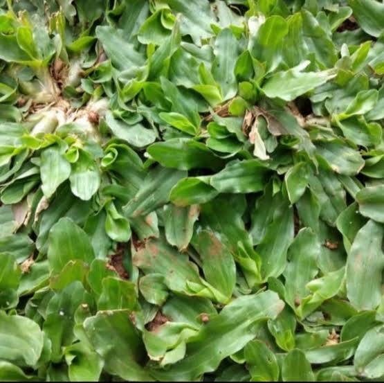 Rumput Gajah Mini 1 Meter Persegi Lazada Indonesia