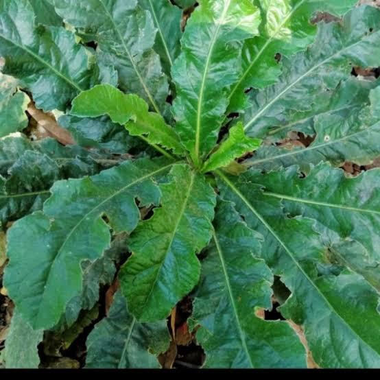 20 pcs tanaman tapak liman tanaman herbal obat tradisional | Lazada ...