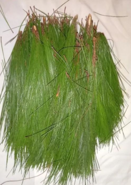daun pinus segar | Lazada Indonesia