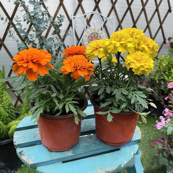 Benih Bunga French Marigold Mix Colour 50pcs/混色孔雀草花籽 | Lazada