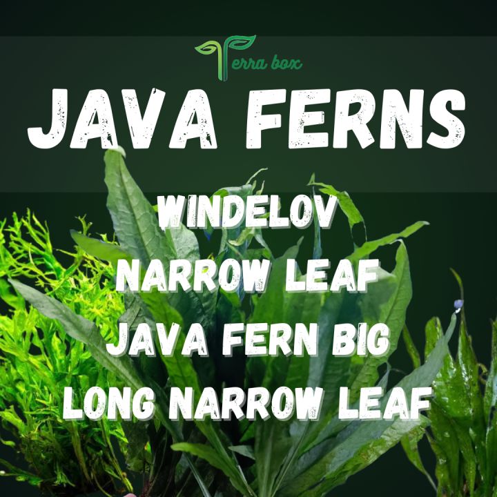 JAVA FERNS | Lazada PH