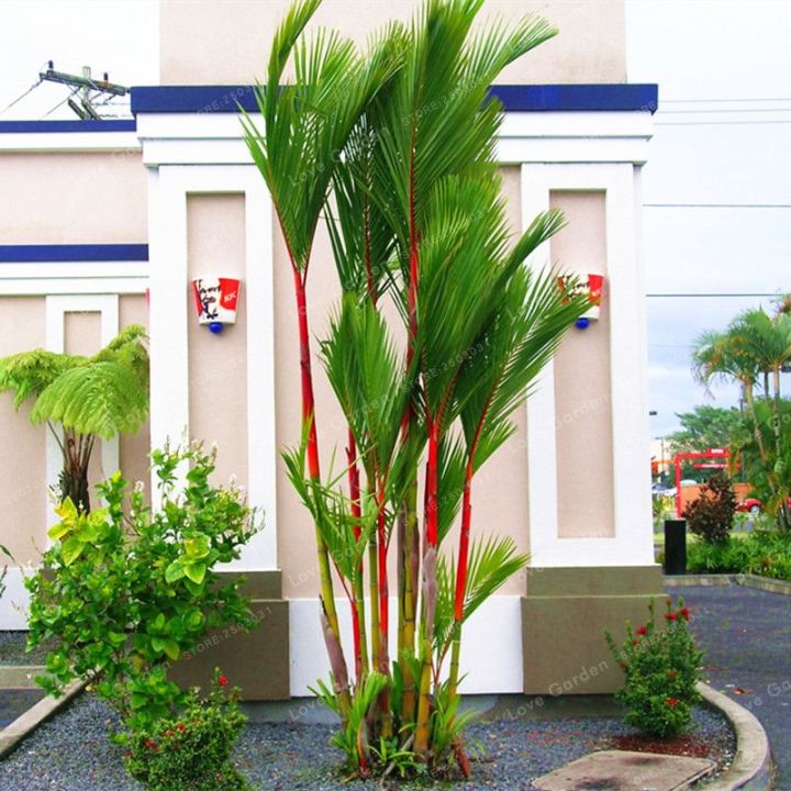 NEW ‼️Buy 1 take 1Free Red Palm small ( Chinese lucky plant )Front or ...