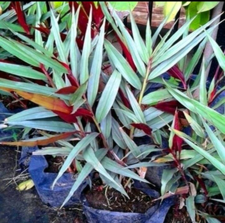 Tanaman jahe merah herbal | Lazada Indonesia