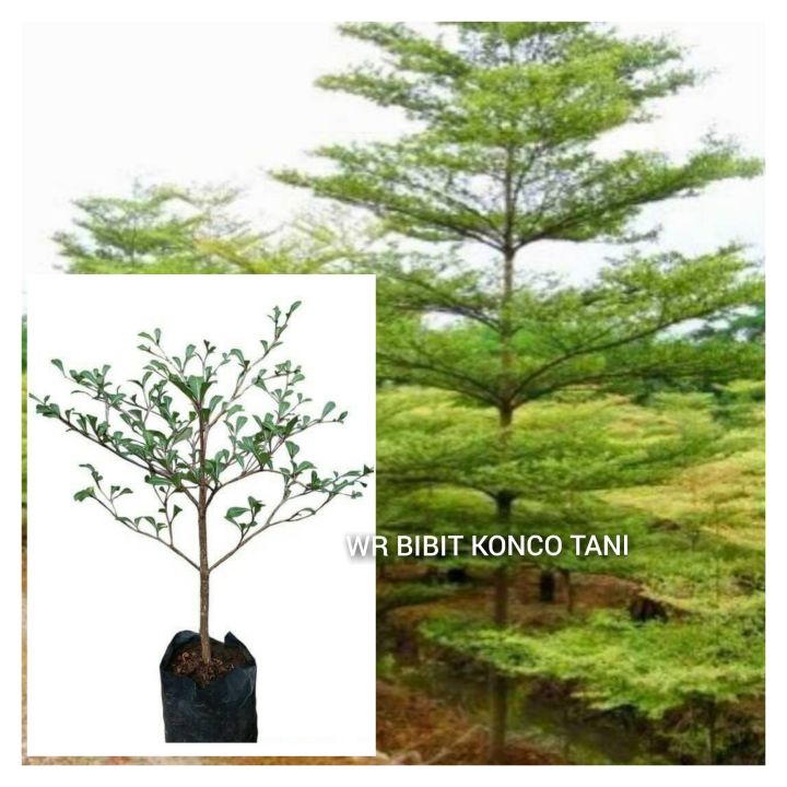 Bibit Ketapang Kencana Pohon Perindang Halaman Rumah Cocok Untuk ...