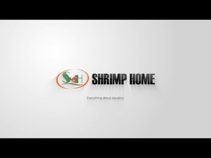 Sưởi điện tử HEI Mizu PID Heator 300W, 500W, 800W tăng giữ nhiệt độ bể ...