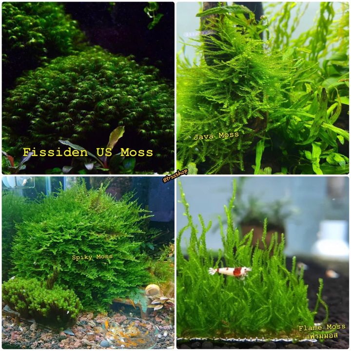 Spiky Moss , Flame Moss , fissiden Moss , Java Moss (สไปร์กี่มอส)(ชวา ...