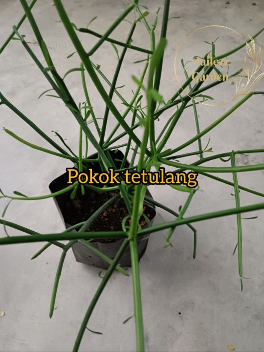 [LIVE PLANT] POKOK TETULANG/POKOK TULANG PATAH POLYBAG | Lazada