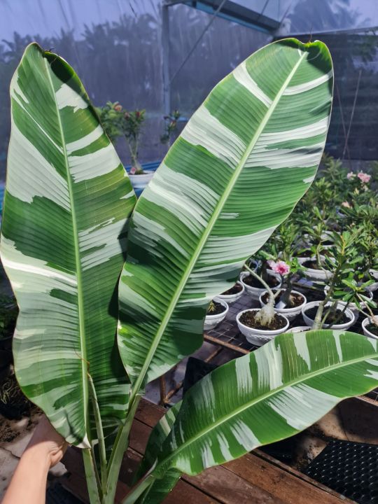 Banana Variegated Pokok Pisang Variegated And Nono Pink Lazada