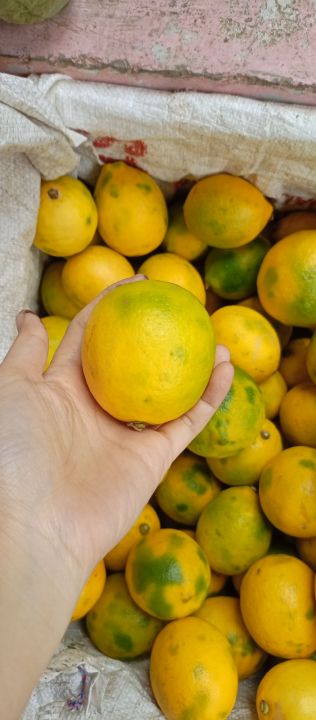 lemon california grade standar | Lazada Indonesia