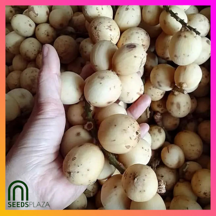 SeedsPLAZA™ - Lanzones Seeds for Planting Fruit Plants (3 Seeds ...