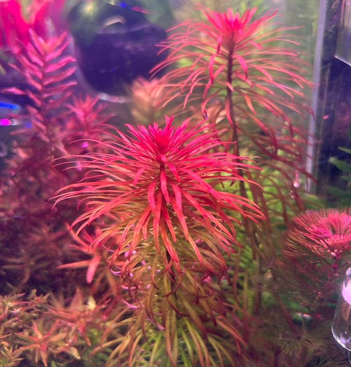 (พร้อมส่ง) ลัดวิเจียเมต้า Ludwigia Inclinata “Meta” | Lazada.co.th