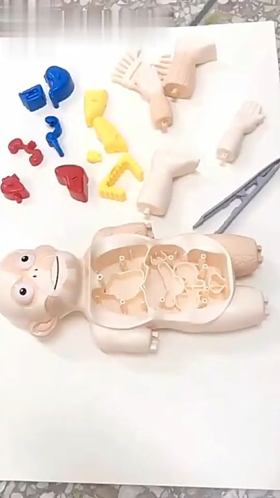 NEW Developmental Toy Plastic DIY Human Body Model Human Organ Model 3D ...