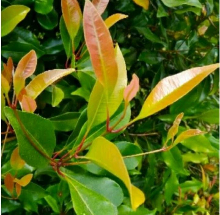 Daun Cengkeh Segar 1 Kg / Daun Cengkih Segar Obat Herbal | Lazada Indonesia
