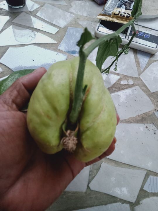 Bibit Unggul Labu Siam Isi 3-4 Buah | Lazada Indonesia
