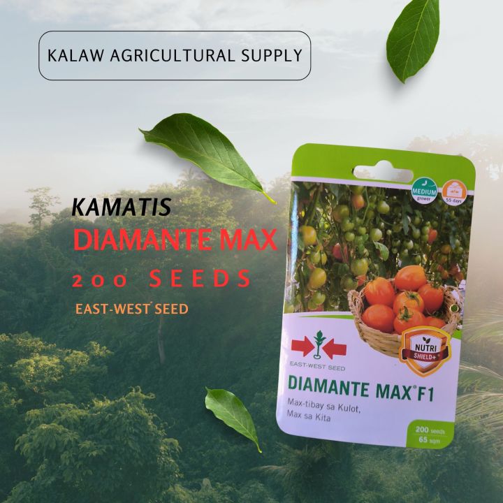 Diamante Max F1 Sachet Hybrid Tomato | Lazada PH