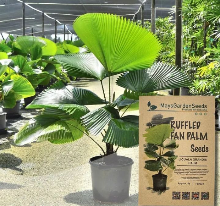 Licuala Grandis Palm Tree live plants live plants | Lazada PH