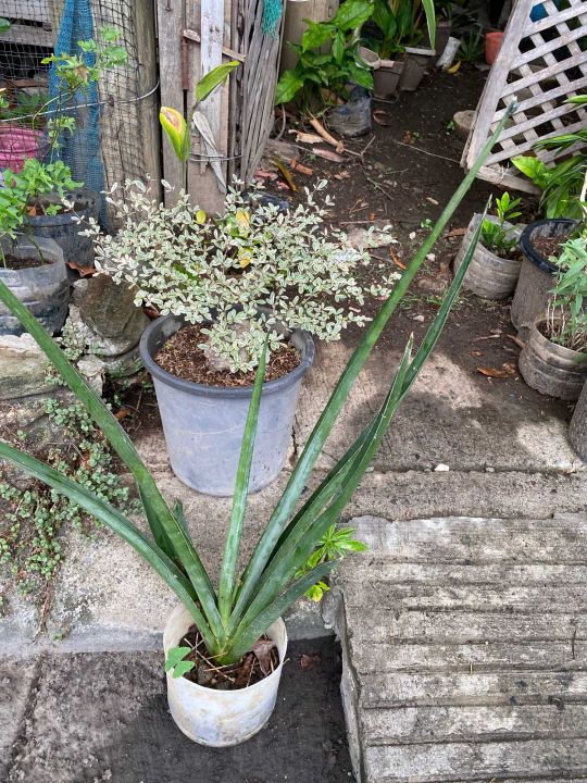 Sansevieria katana | Lazada PH