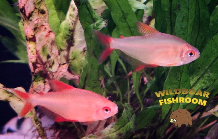 hyphessobrycon muzel red cherry | Red cherry tetra | Tetras fish | Live ...
